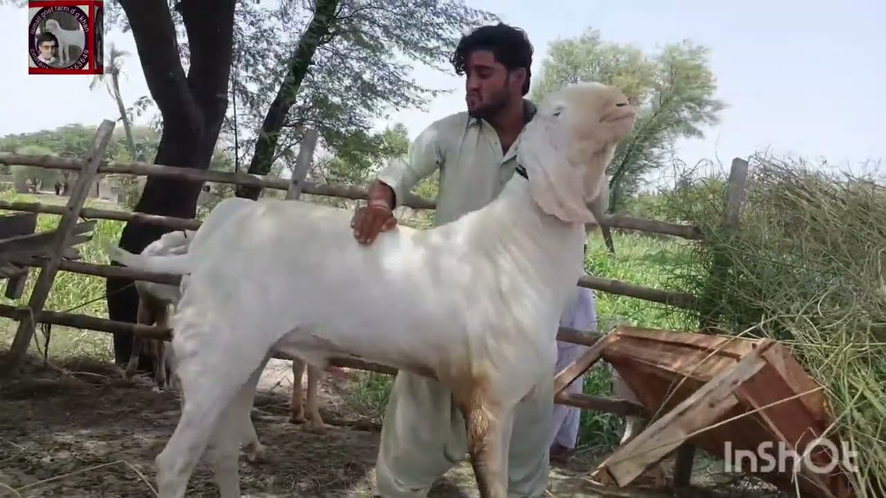 Pakistan ki no 1 breeds | Goat farming in Pakistan | goat information ...