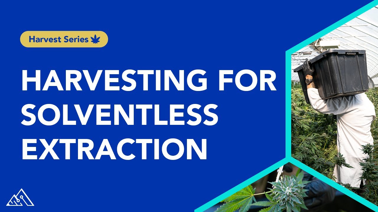 How to Harvest for Solventless Extraction (Whistler Technologies) - YouTube