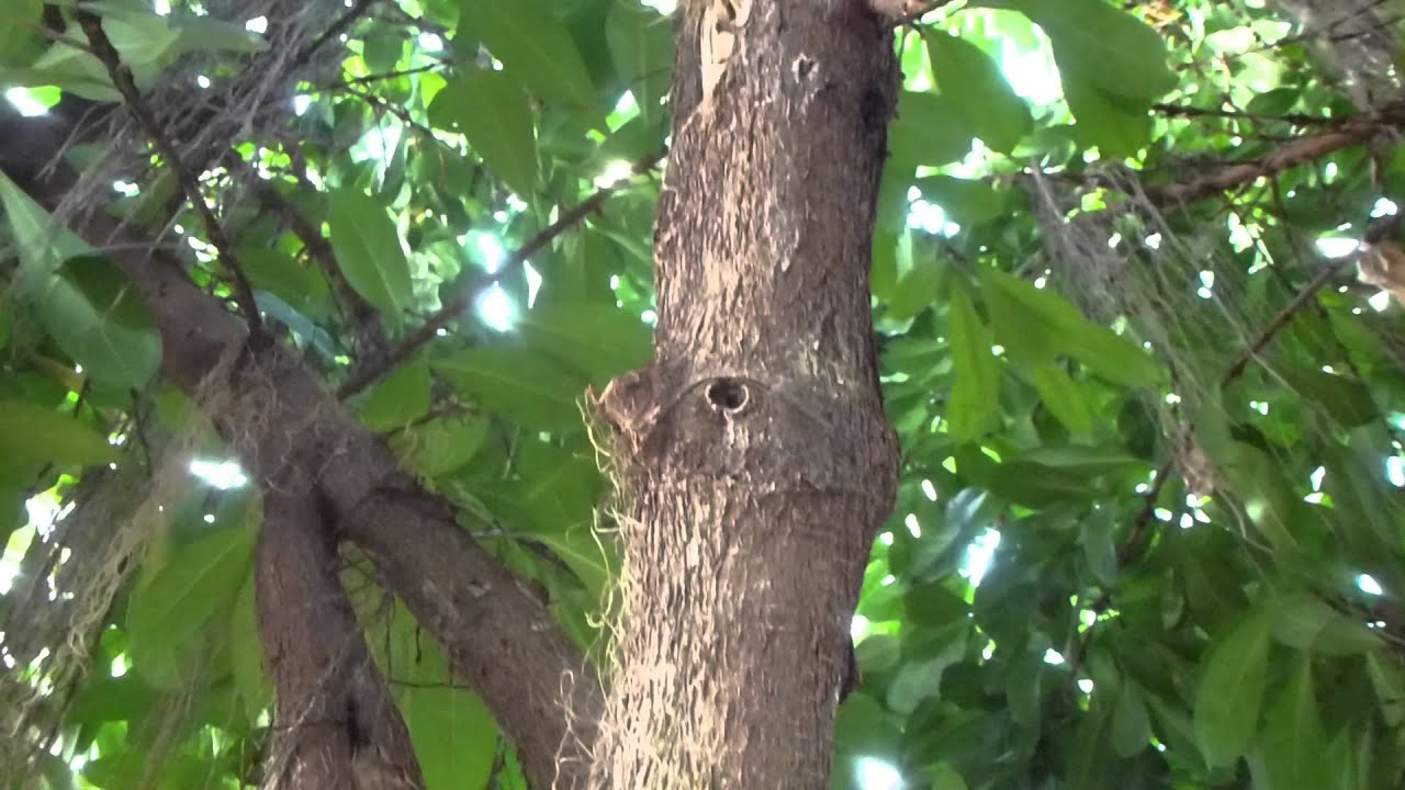 Wisley Garden 2014 - African fig tree - Ficus cyathistipula - Fíkjutré ...