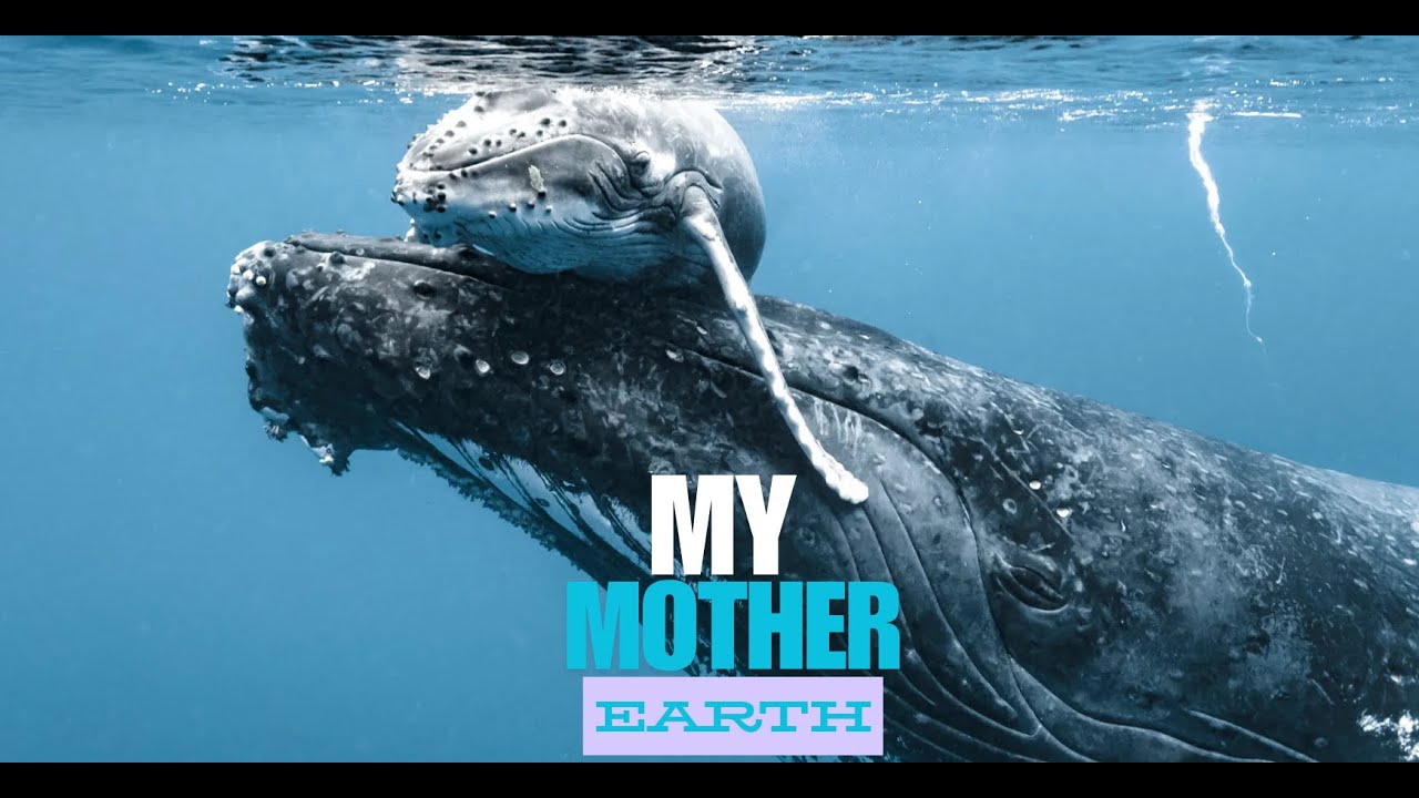 Pacific Ocean's EPIC Whale Migration Routes Revealed - YouTube