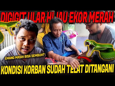 TANGAN BENGKAK KENA GIGIT ULAR VIPER!! BAPAK 60 TAHUN DI TOLONG PANJI DAN TIM