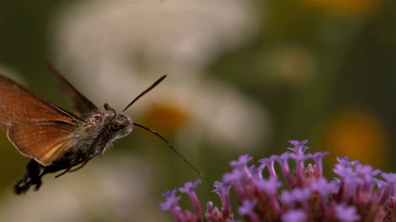 Papillon moro sphinx en slow motion - YouTube