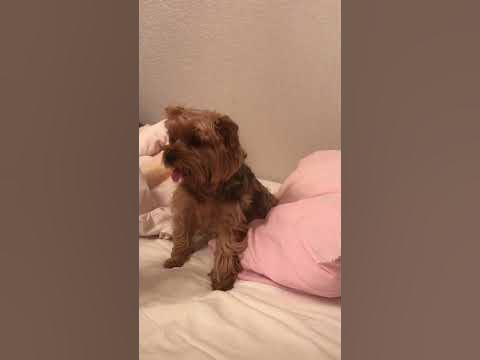 Джессика в «ярости» #собаки#dogs#песики#perro#yorkshire#йорки#животные# ...