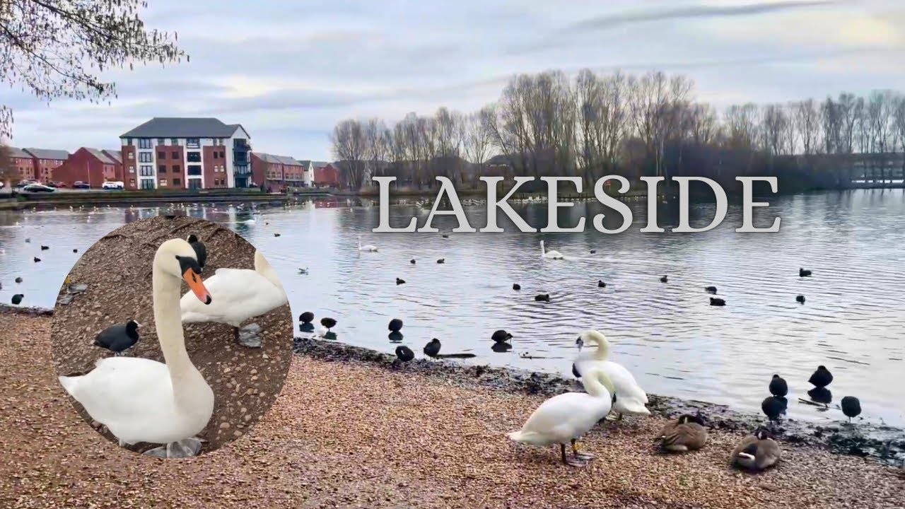 Swans by the lake winters day Doncaster Lakeside!! - YouTube
