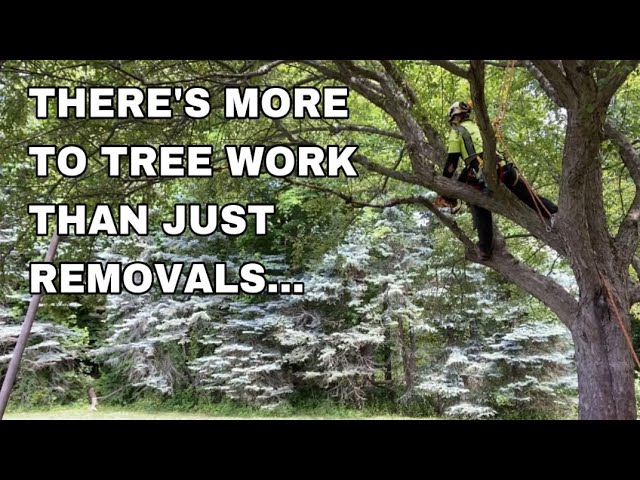 Tree Work Memes