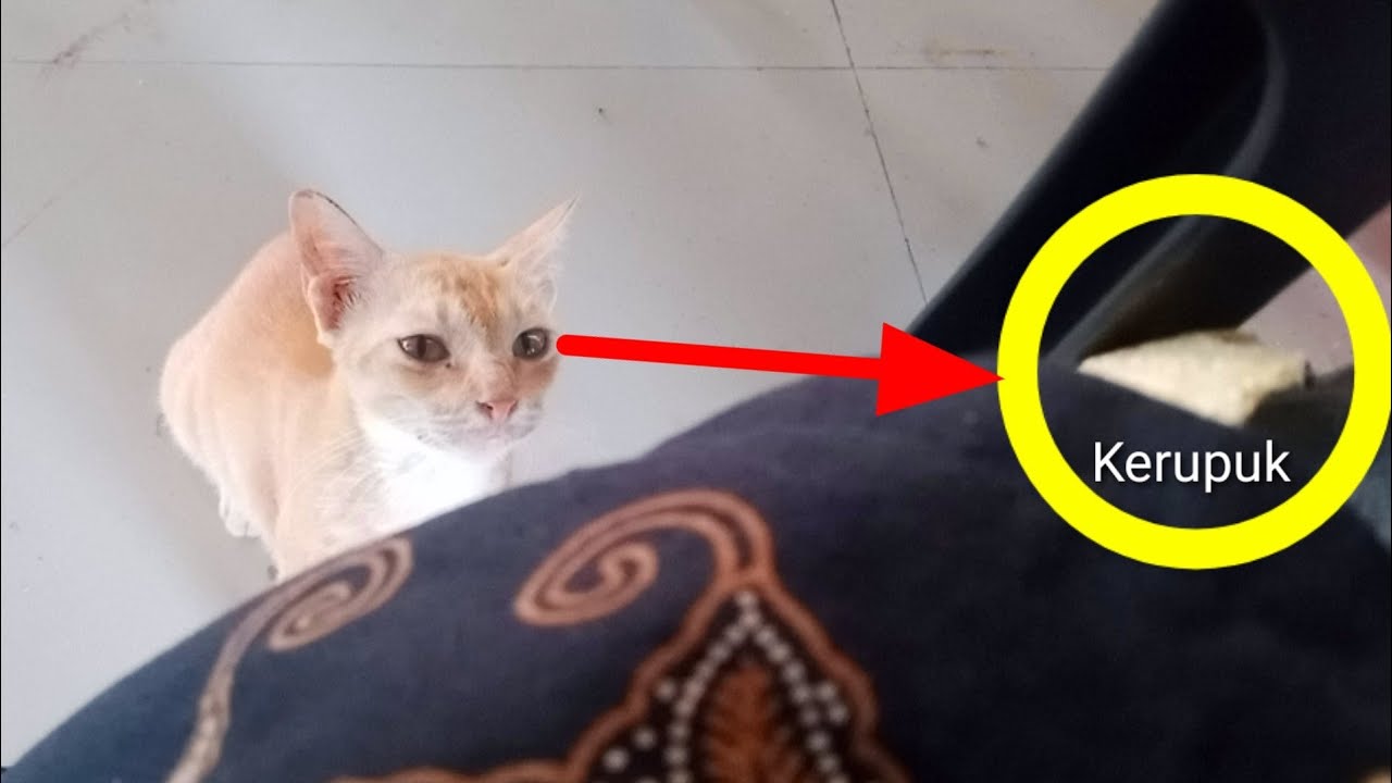 Lucu Tingkah Kucing Ambil Kerupuk - YouTube