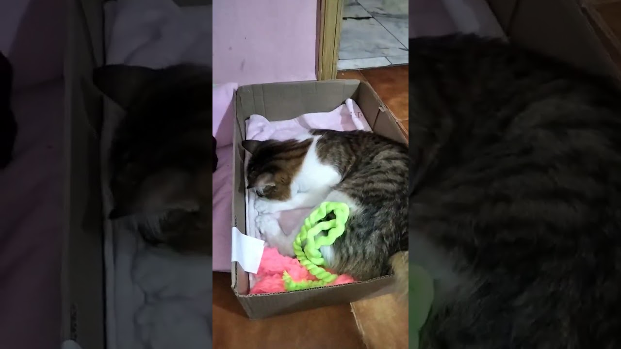 Kittys Youtube