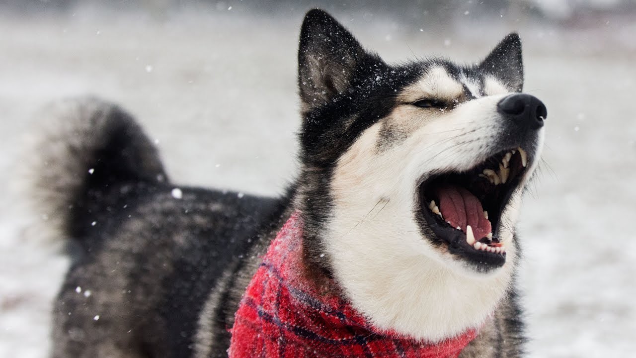 Husky Talks About His First Ever Snow Storm! - YouTube
