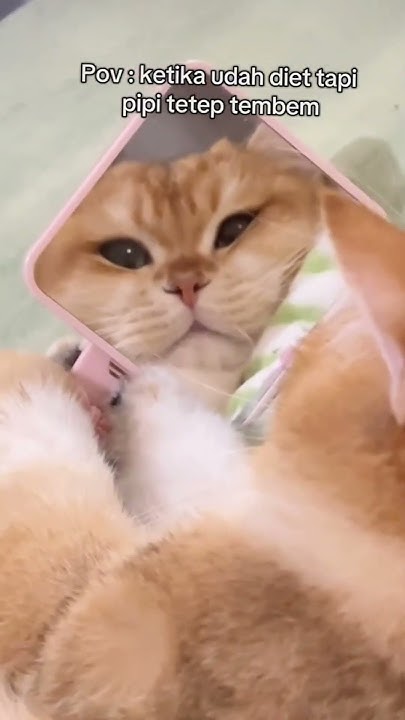 Sabar ya cingg #cat #oyenbesar #memes #oyenbarbar #oyen #funny #oyenlucu #catlover #oyens - YouTube