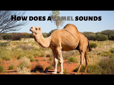 🐫 How does a camel sounds 🐫 - YouTube