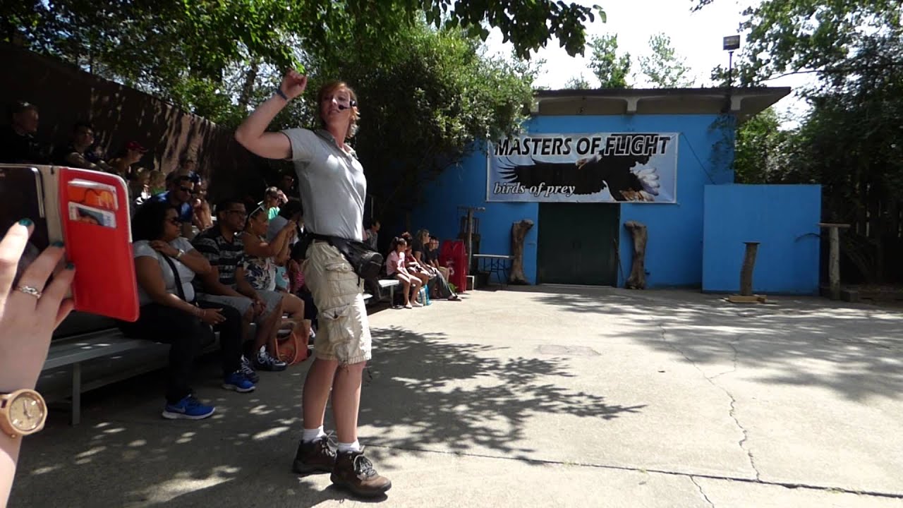 Stone Zoo's 2015 Birds of Prey Show #2 - YouTube