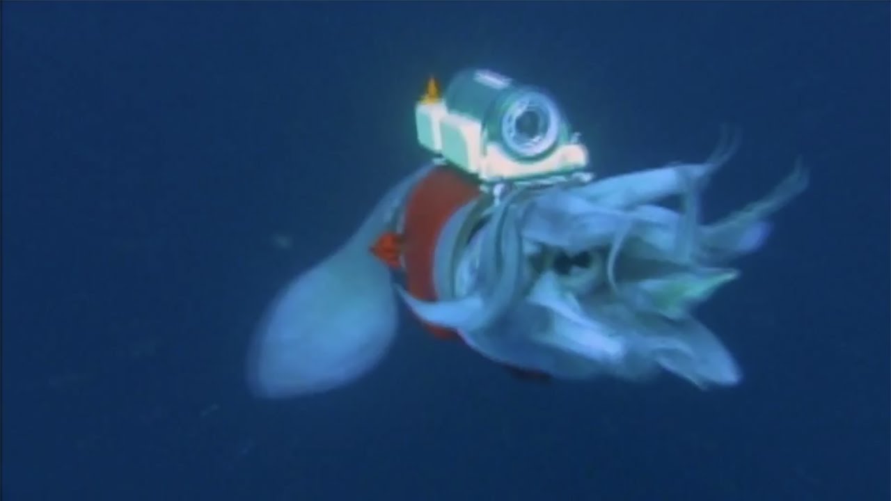 Jumbo Squid Flash Flail In First Ever Squidcam Video