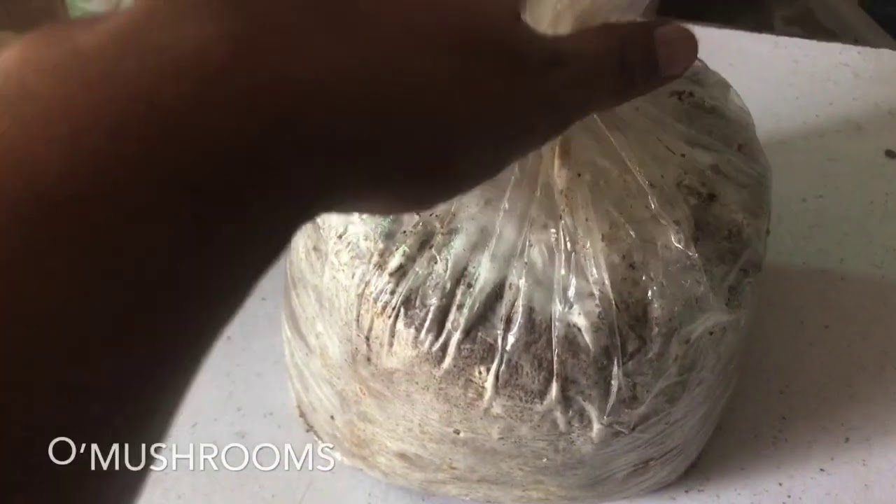 Milky Mushroom Casing - YouTube
