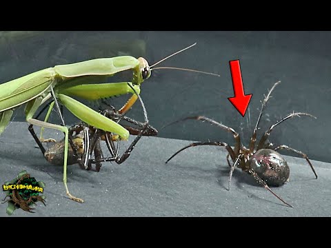 ¡IMPACTANTE! ARAÑAS GIGANTES se encuentran CON una MANTIS RELIGIOSA - ¡APETITO VORAZ!