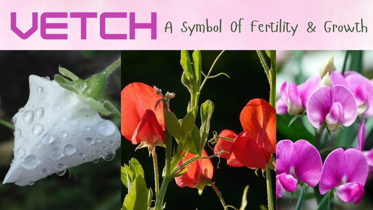 VETCH || All About Vetch Flower || Nature's Beauty - YouTube