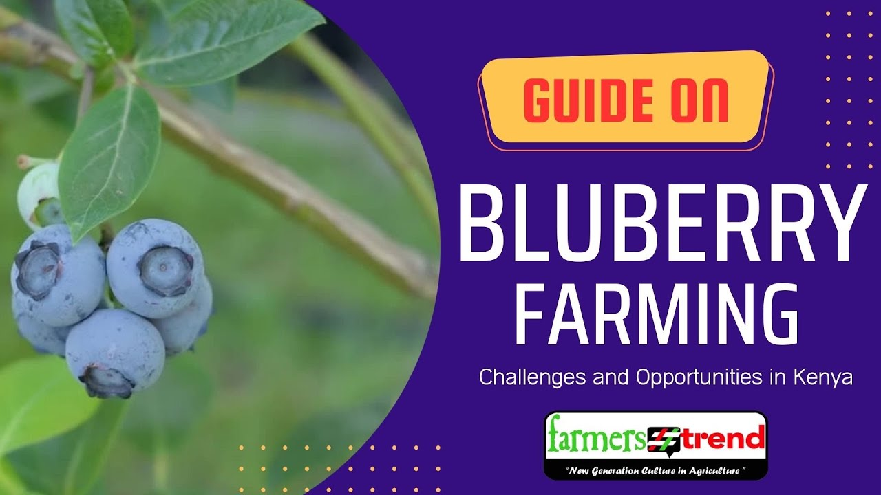 Blueberry Farming in Kenya: Challenges and Opportunities - YouTube