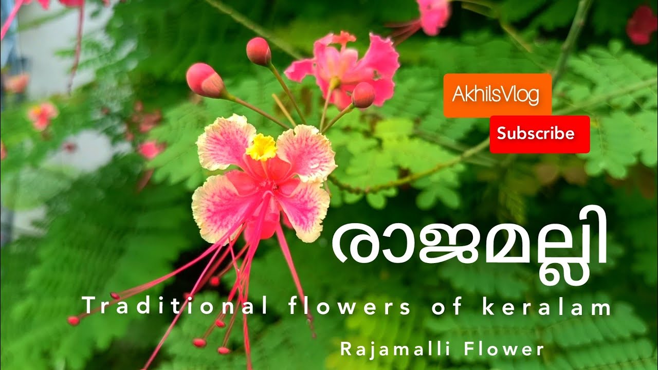 രാജമല്ലി || Rajamalli || #flower #keralanature - YouTube