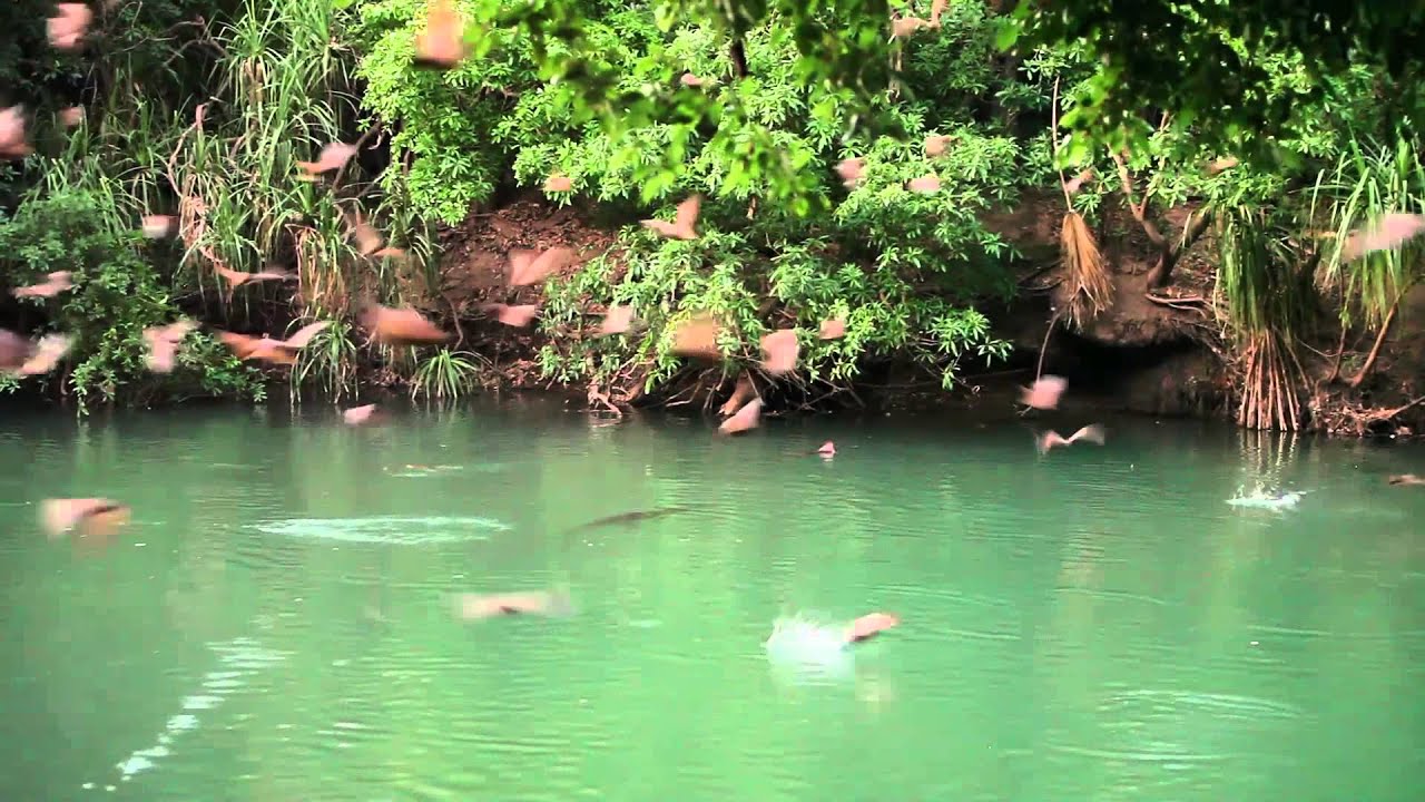 Freshwater Crocodile Chomping Bats - YouTube
