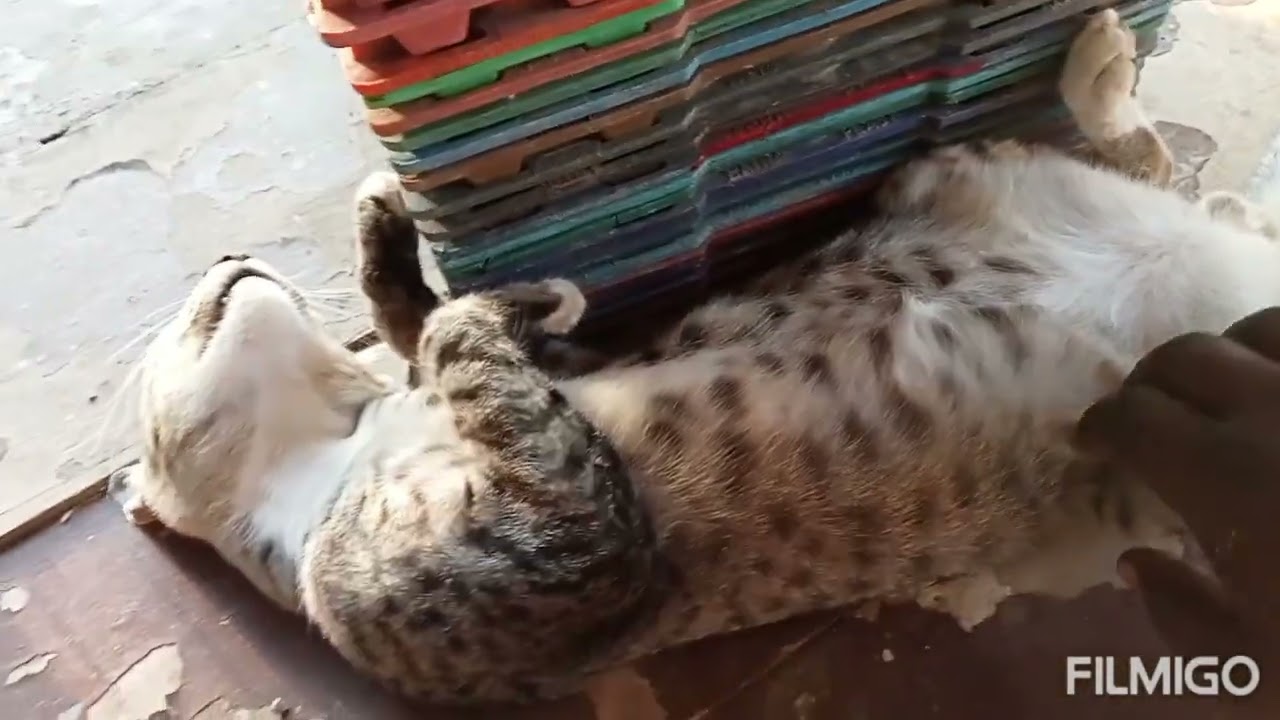 cat funny video - YouTube