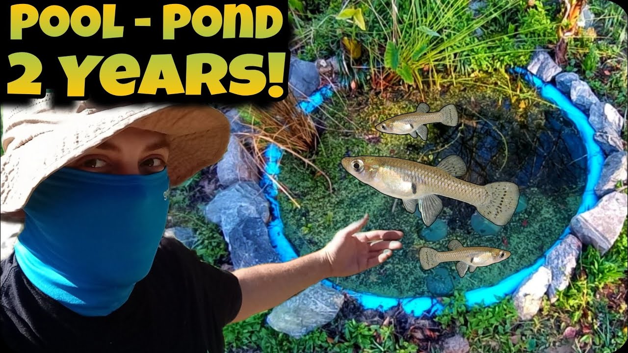 Kid's Pool = Fish Pond??? - 2 Years After Setup - YouTube