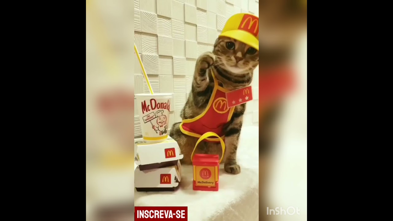 MC cat - YouTube