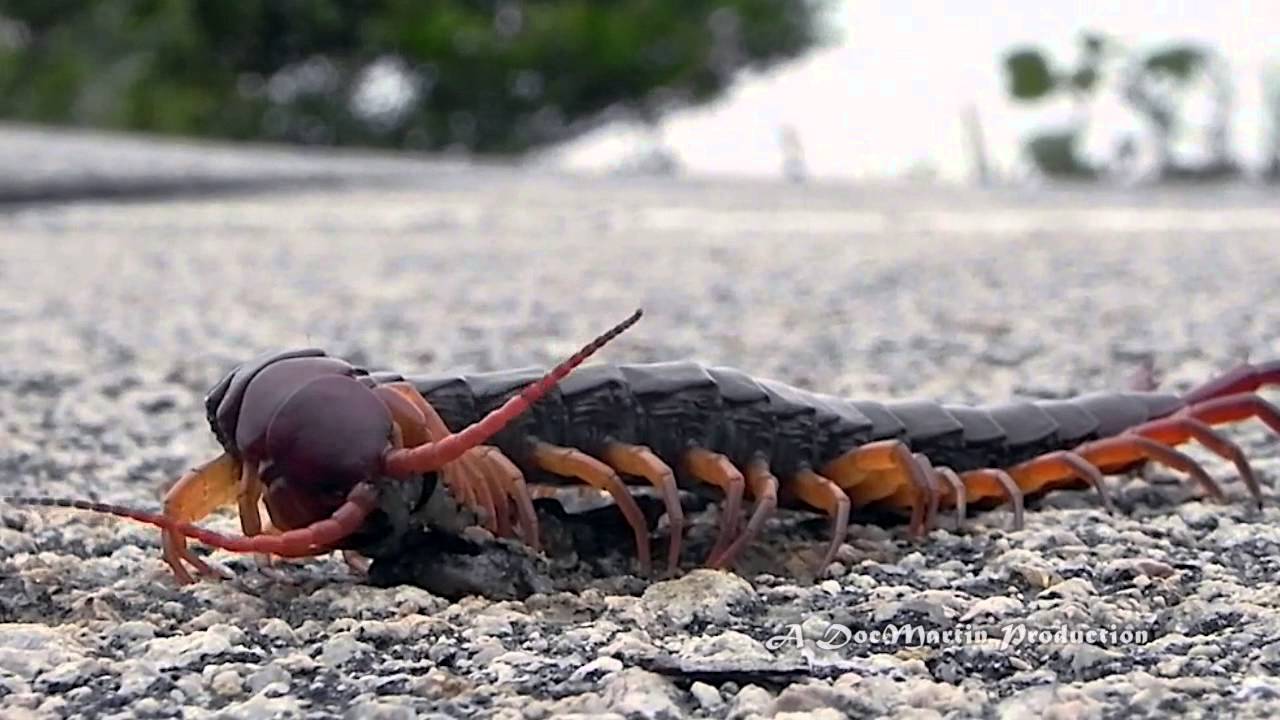 Scary n spooky giant centipede munches roadkill in Hong Kong - YouTube