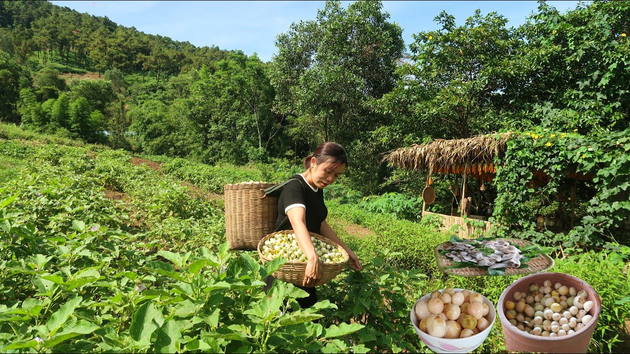 Building a farm on the hill, harvesting tomatoes, cooking at noon, a ...