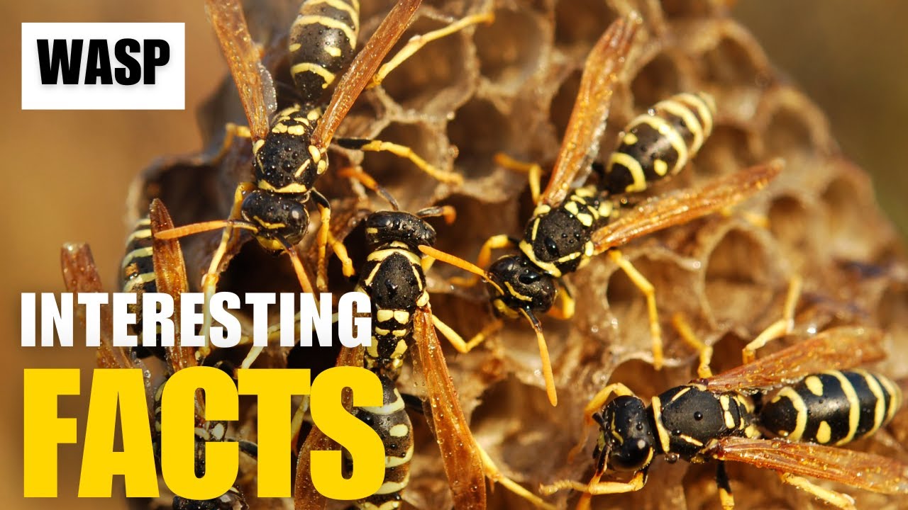 Uncovering the Secrets of the Wasp | Interesting Facts | The Beast ...