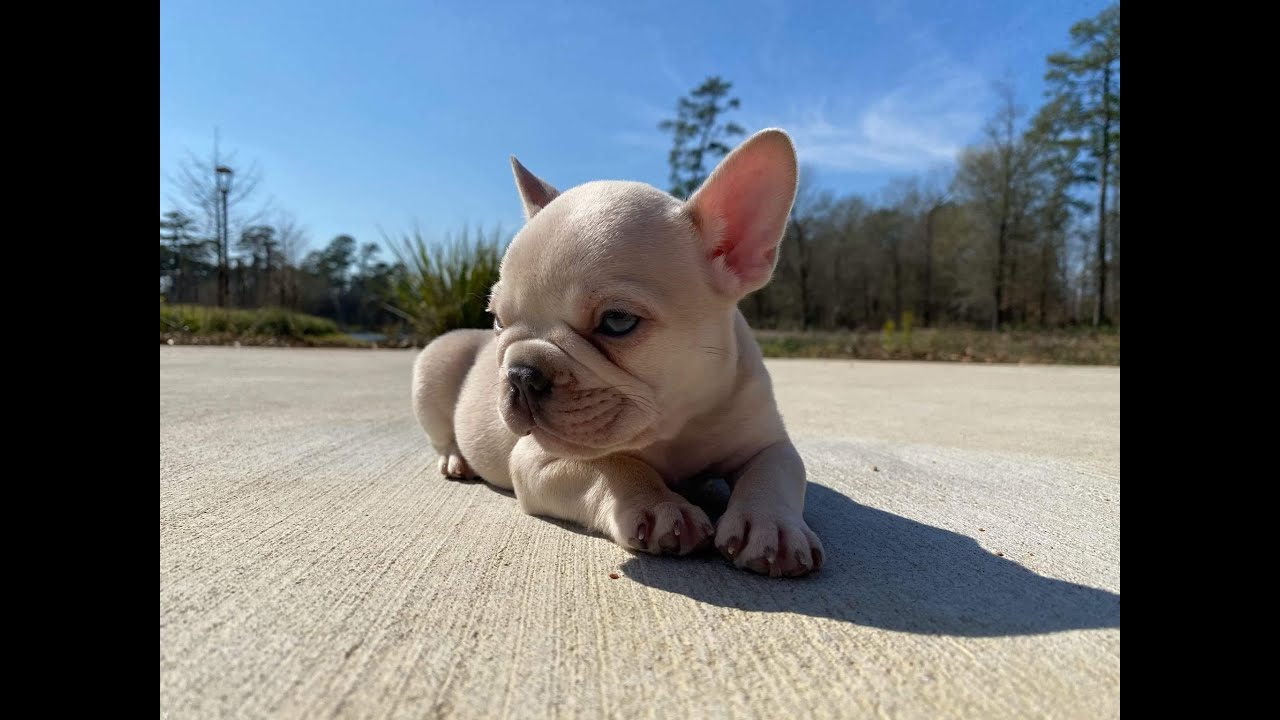 Baby Frenchy Day 1 - YouTube