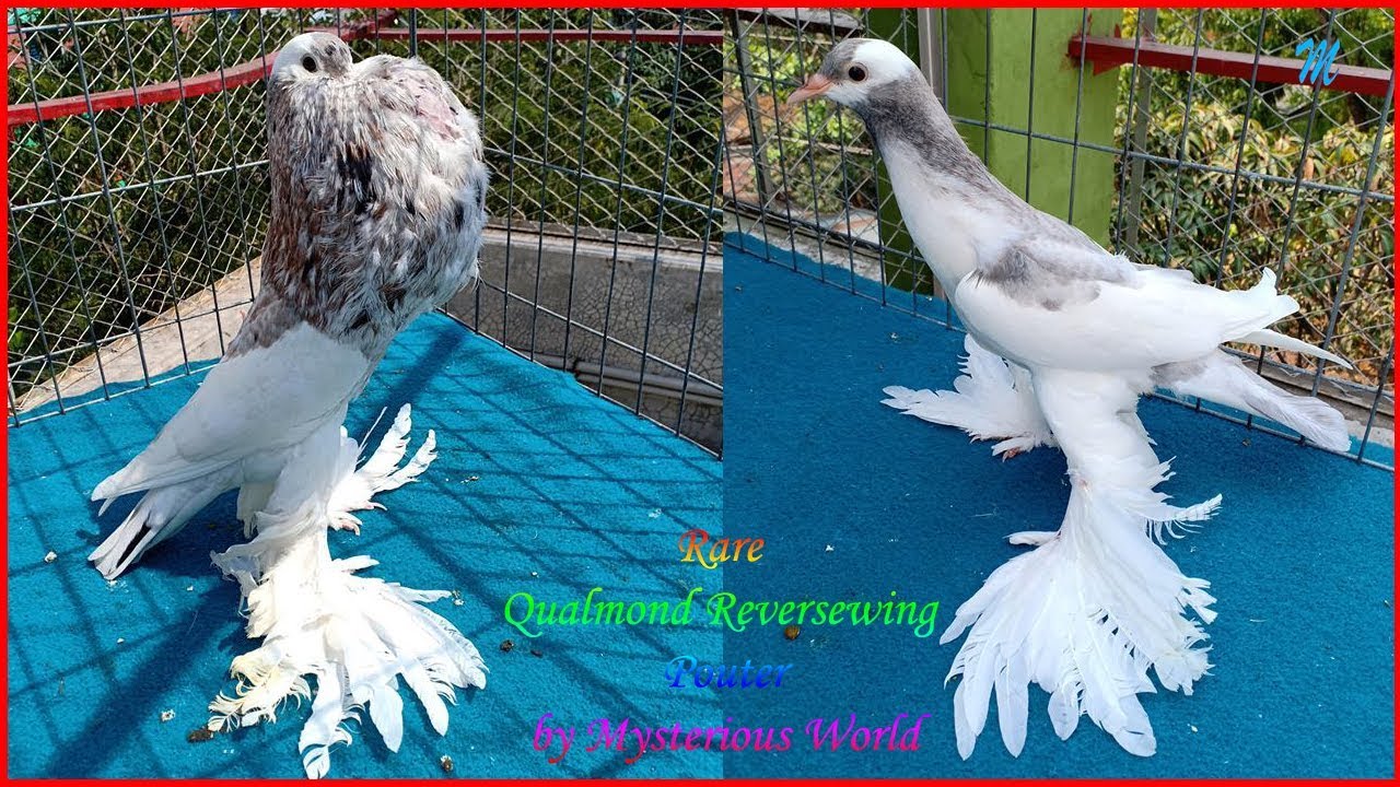 Reversewing Pouter Pigeon