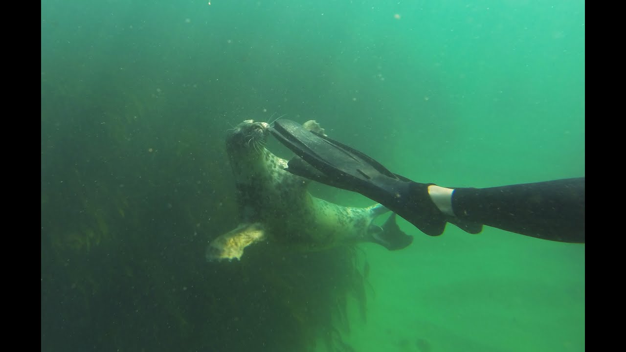 Tanya Streeter, Ian Donald and Al Scarlett - Freediving with seals ...