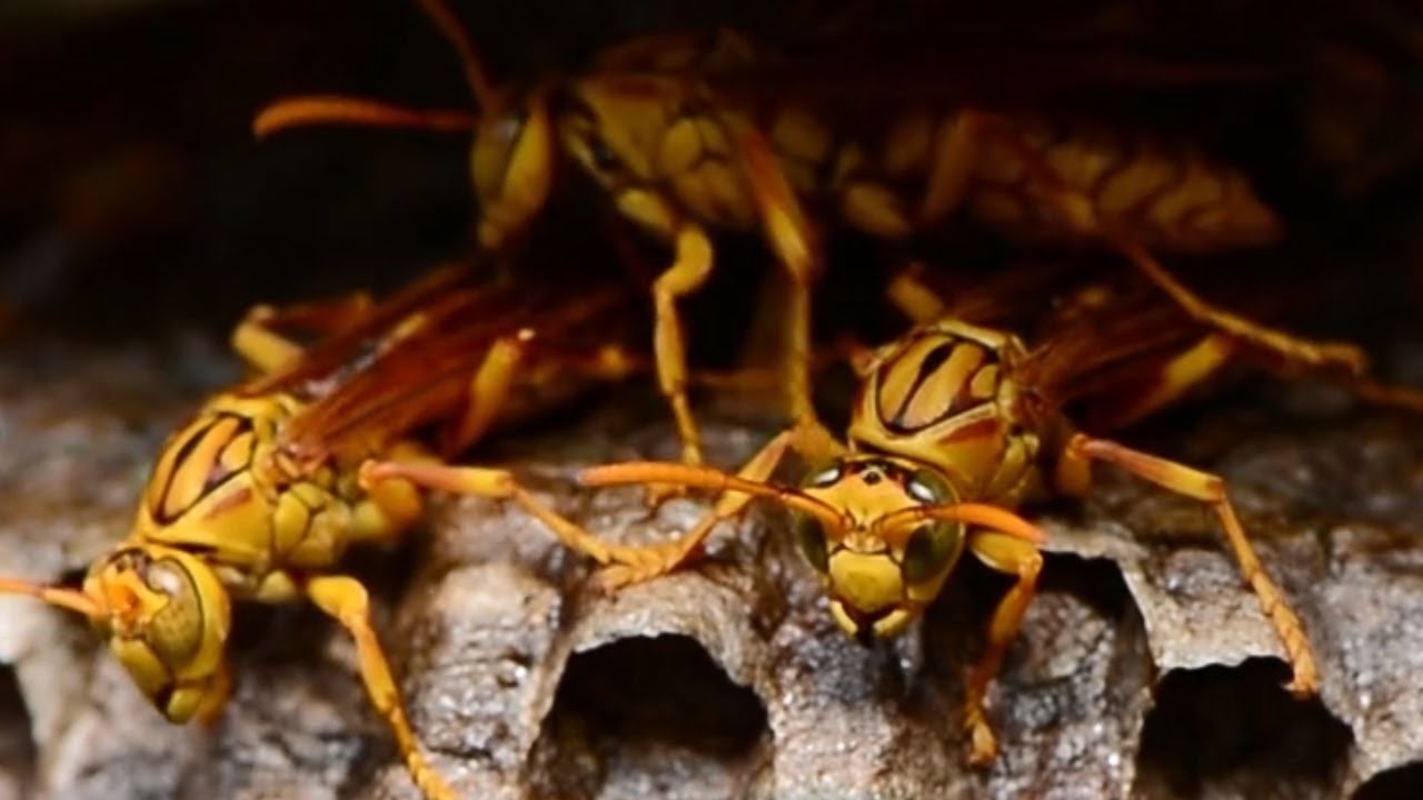 Golden Paper Wasp Nests: A Homeowner's Guide to Next Steps