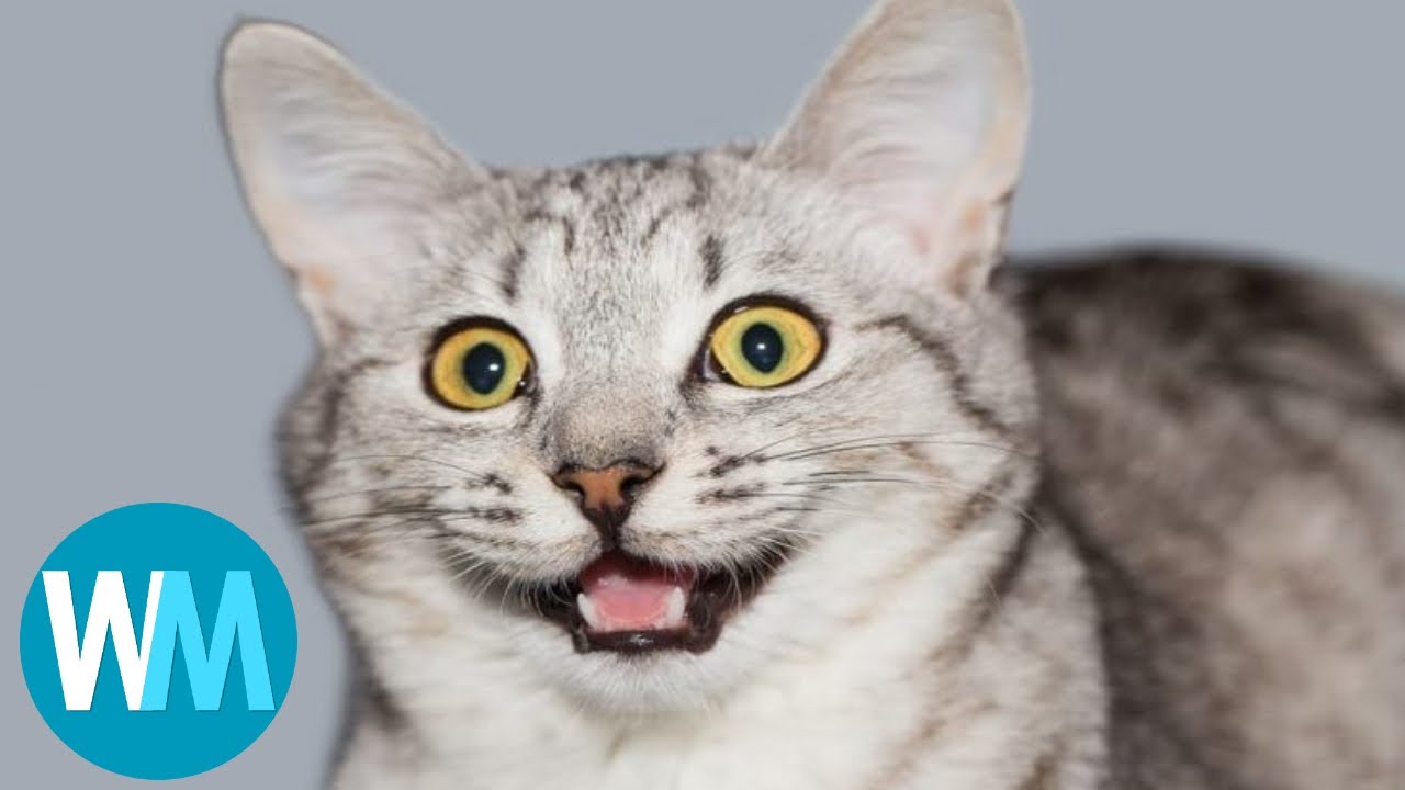 Top 5 Goofy Cats part 15 - YouTube