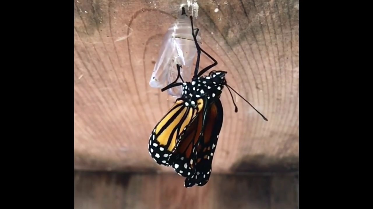 Monarch emerging from chrysalis in slow-motion - YouTube