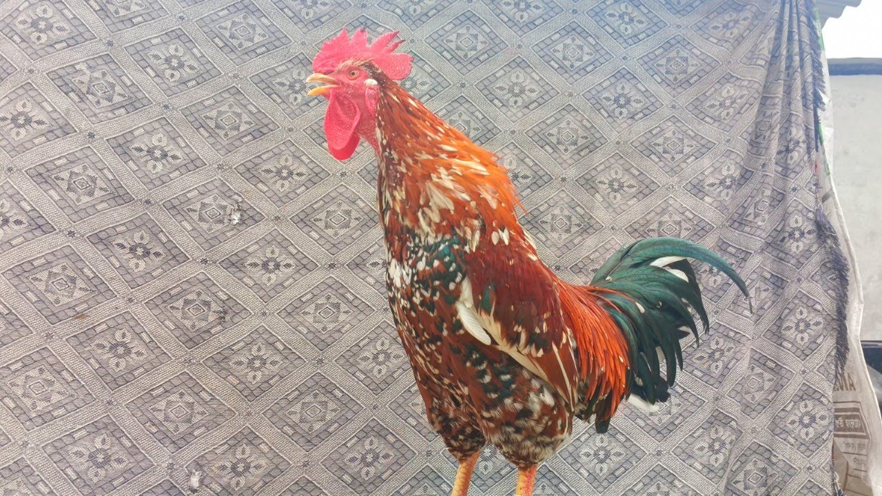 Rooster crowing compilation | Rooster calling sound Effect - YouTube