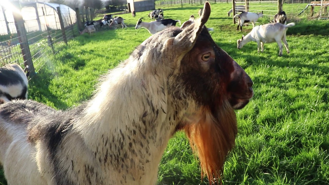 Sunshine, Goats and Birdsong - YouTube