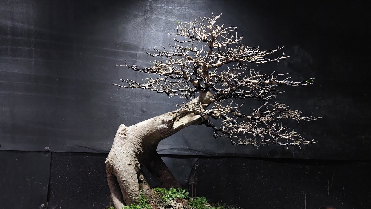MGA DAPAT GAWIN SA PAG AAYOS NG KALYOS (STREBLUS ASPER) #bonsai # ...
