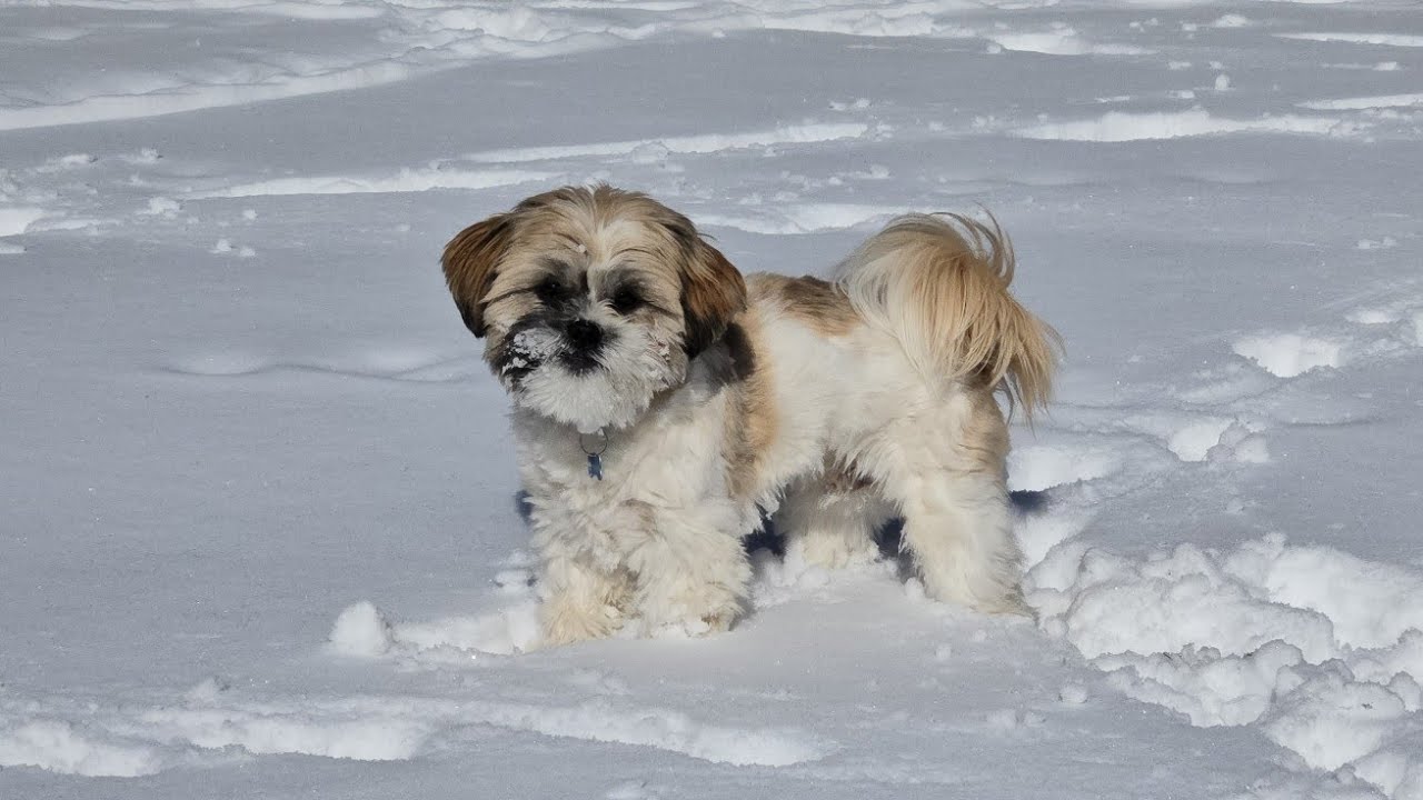 Snow fun!!![Shih Tzu] - YouTube