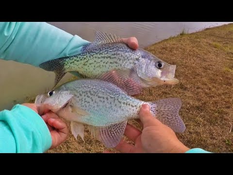 Catching MONSTER Crappie in a HUGE DRAIN PIPE! (Flooded pond) - YouTube