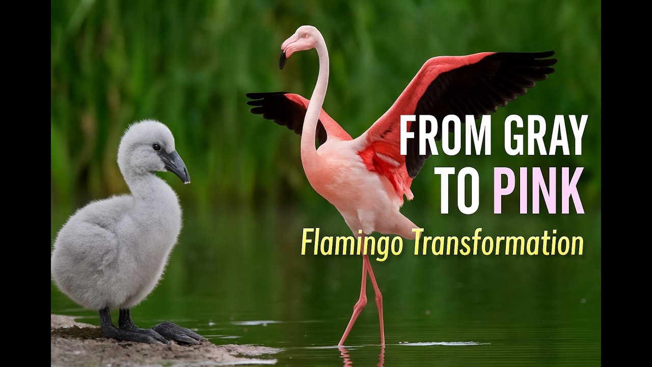🦩 Flamingos Born Gray, Turn Pink | Amazing Animal Facts You Didn’t Know ...
