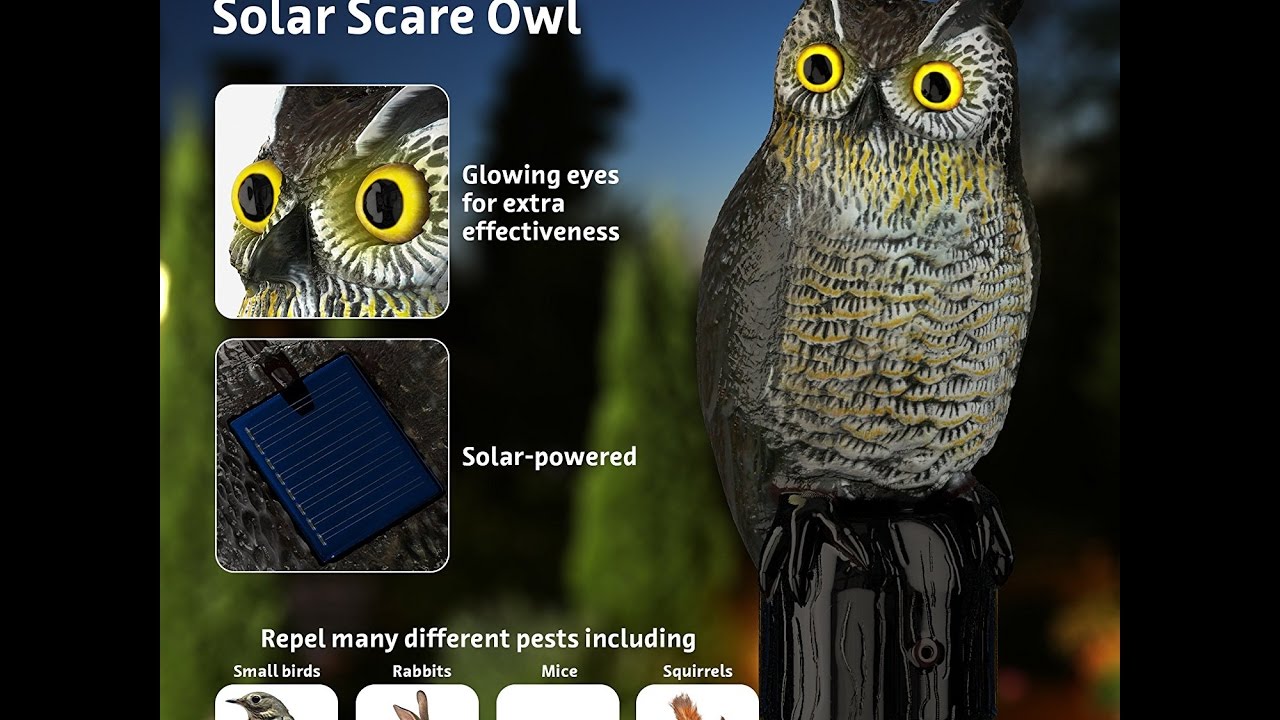 Hoont Realistic Owl Scarecrow| Flashing Eyes, Frightening Sound for ...