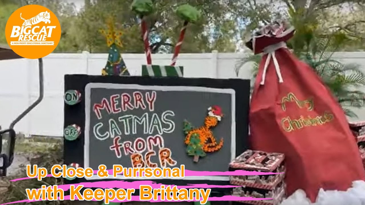 It’s Christmas enrichment time with Priya at Big Cat Rescue !! 12 21 ...