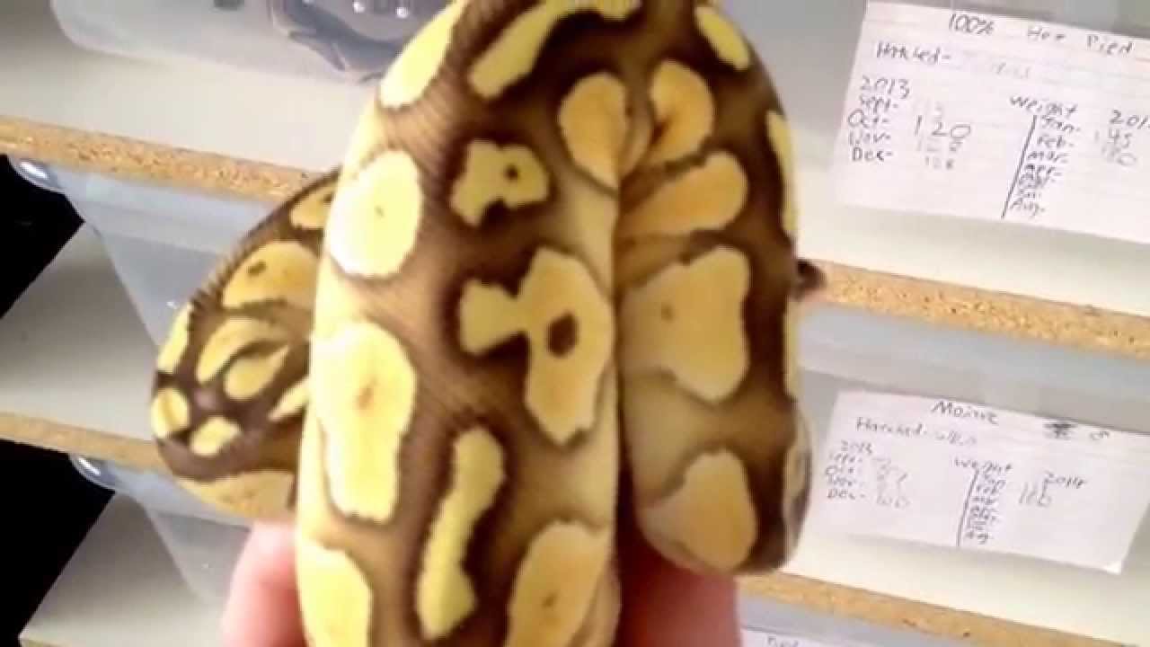 Ball Python Collection / First Update - YouTube