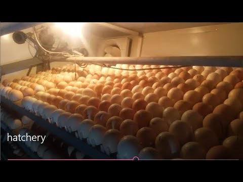 Small Hatchery Business idea/Australorp Hatchery in Karachi - YouTube