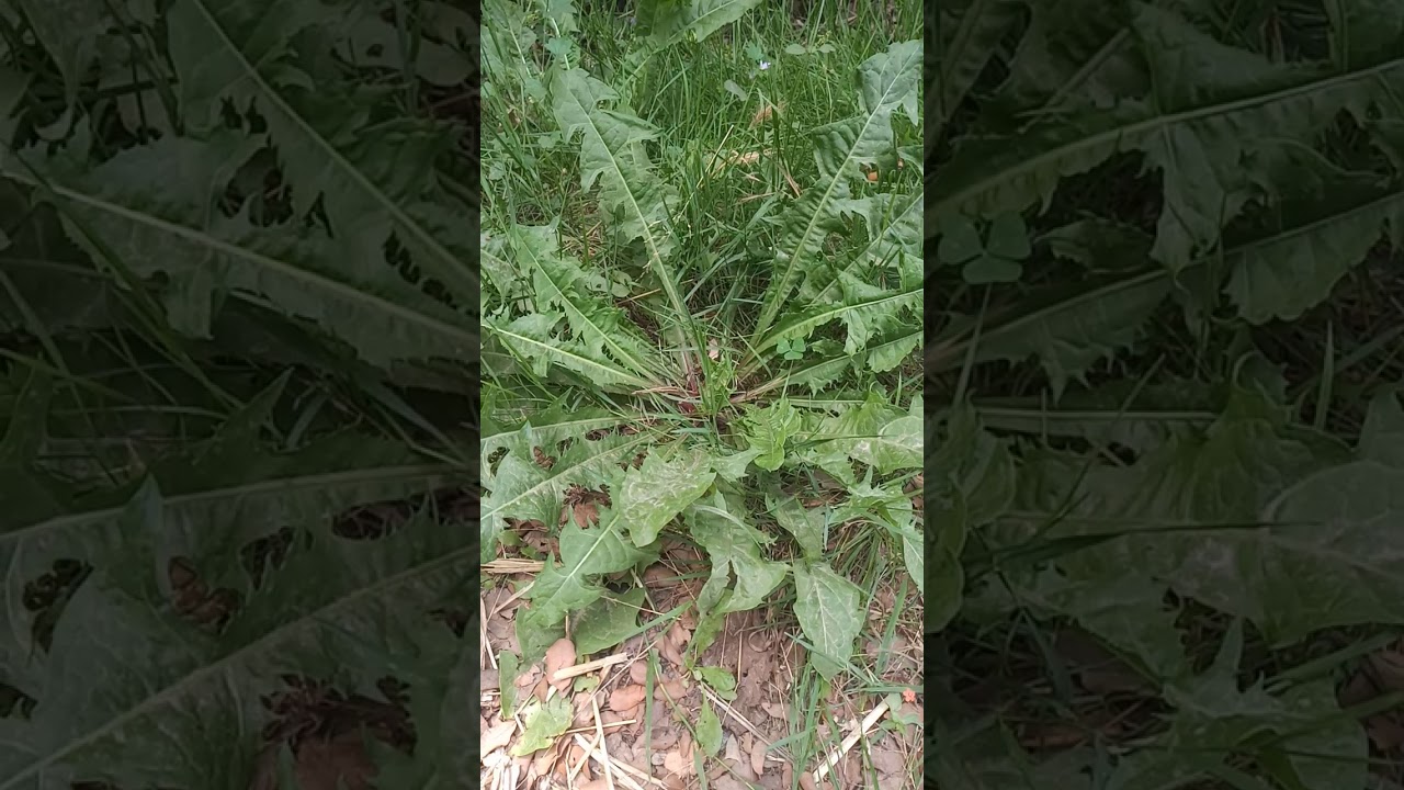 Propiedades dela chicoria - YouTube