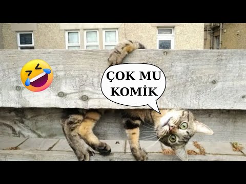 Sakar Hayvanlar, Komik ve ilginç görüntüler, kedi,köpek, ayı