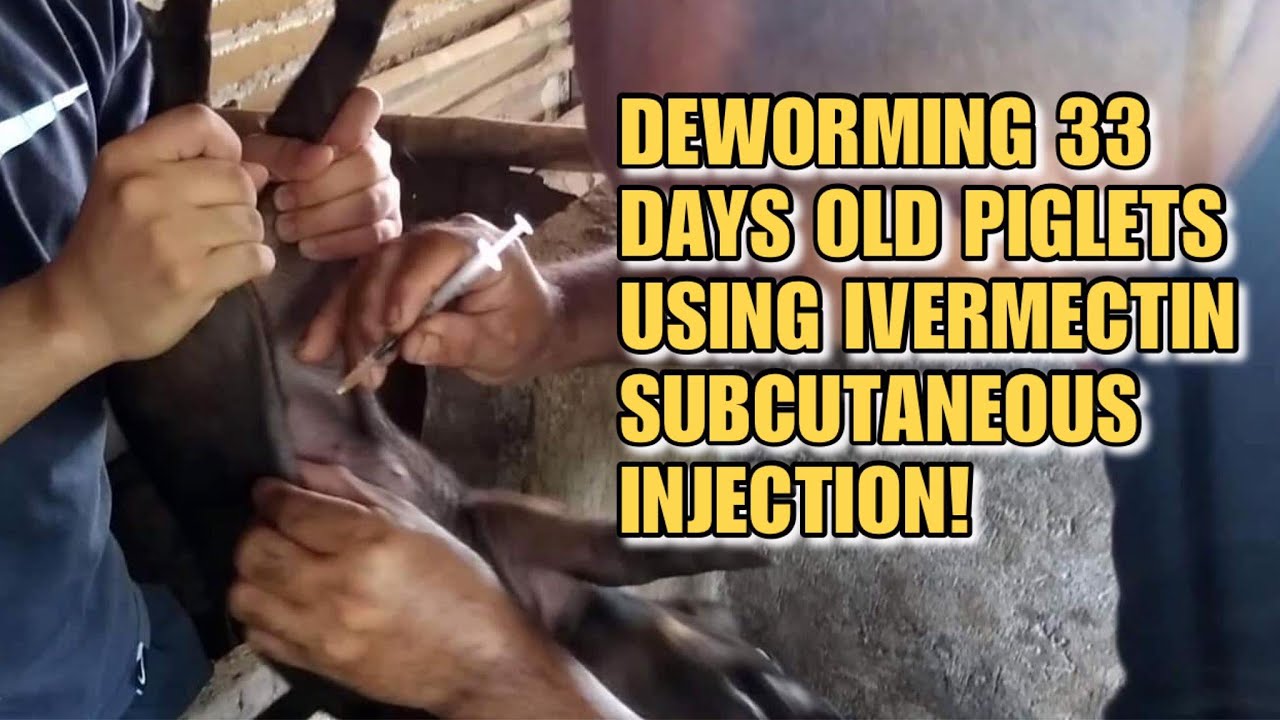 DEWORMING 33 DAYS OLD PIGLETS USING IVERMECTIN SUBCUTANEOUS INJECTION ...