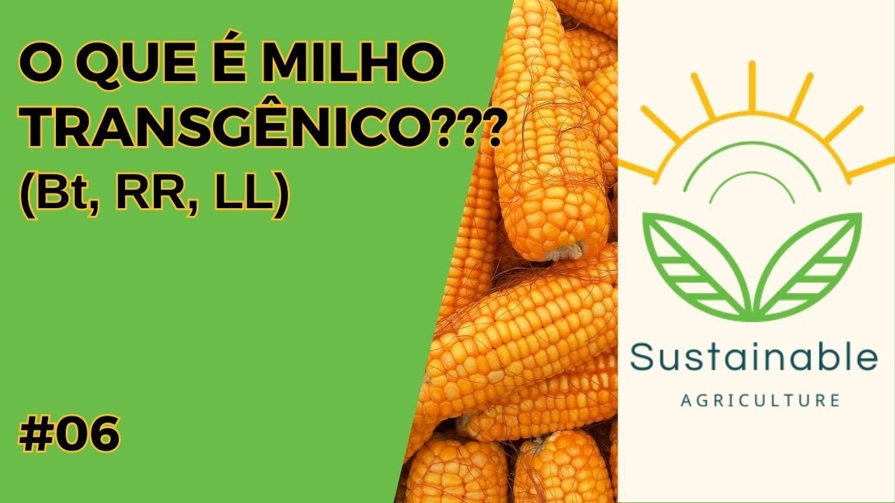 O QUE É MILHO TRANSGÊNICO (OGM) ??? - #milho - YouTube
