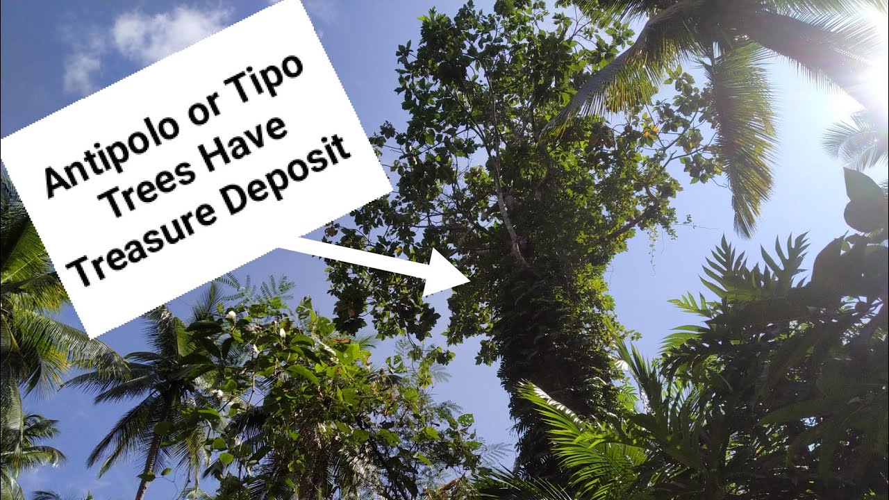 Tipolo Trees Have Treasure Deposit Exploration in Bogo City part 2 ...