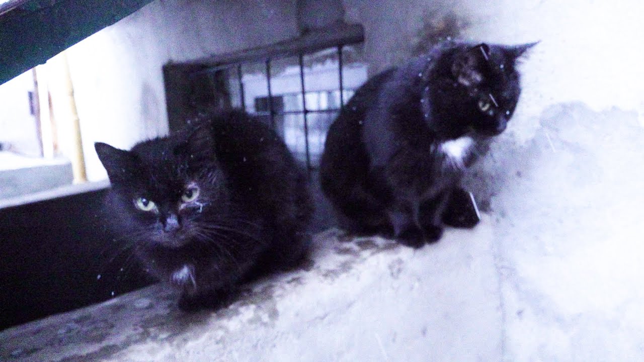 Bagira cat and a lot of cats - YouTube
